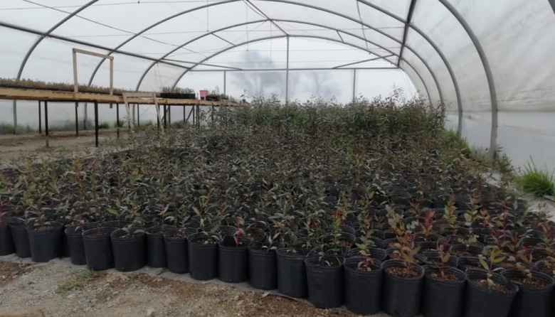 Ya comenzó la inscripción al Plan Forestal Municipal 2023 – 2024 ...